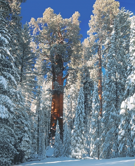 SQ-005 General Sherman Winter @ Billo Photo
